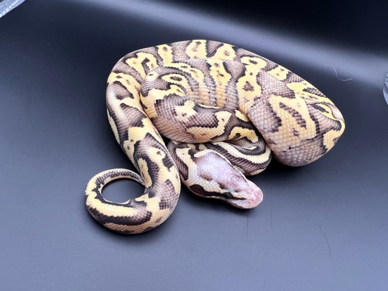 Super Pastel Leopard Fire Ball Python by Katastrophic.reptiles