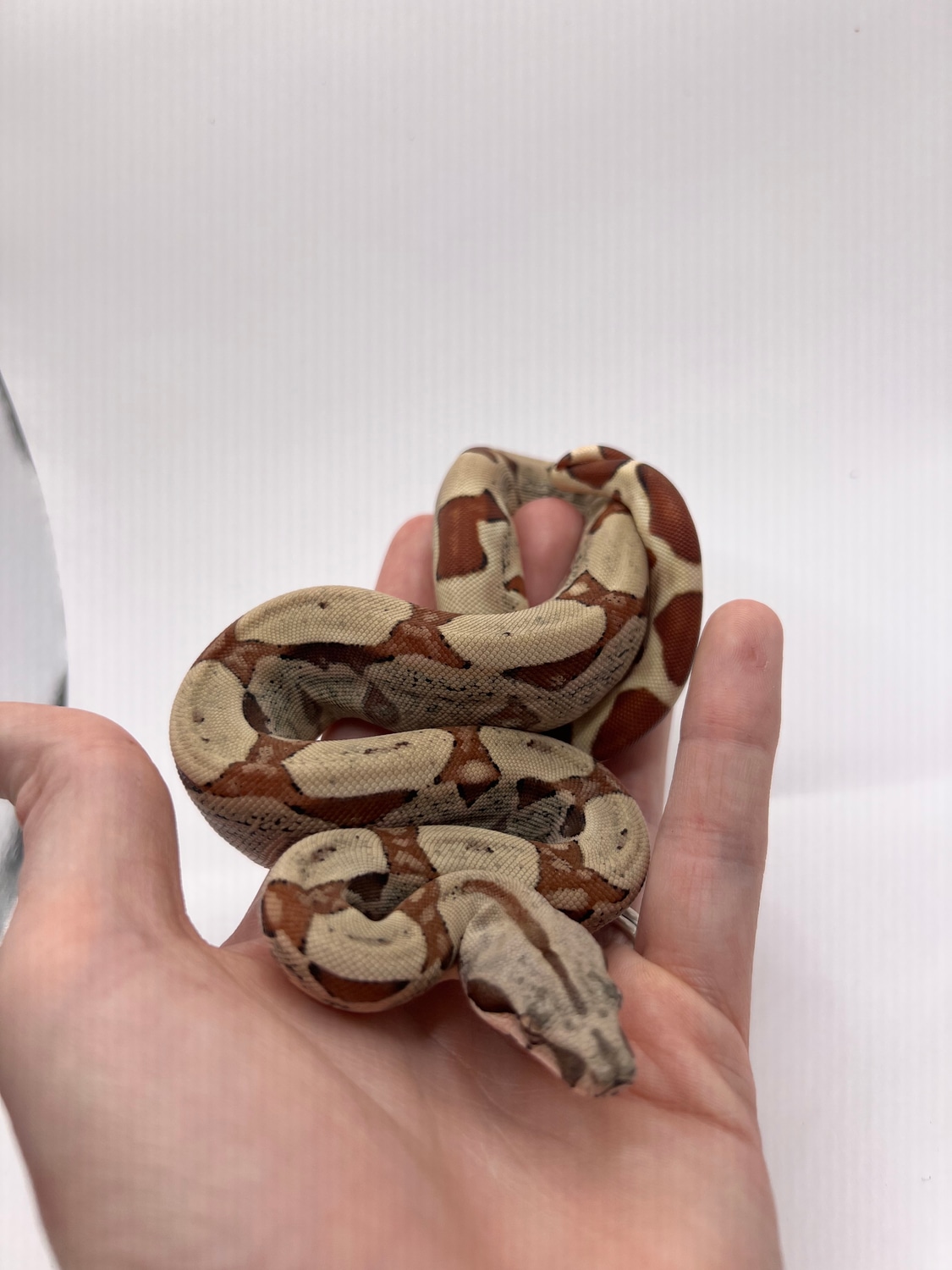 Hypo Pos Jungle Pos Het Khal Het Anrey Boa Constrictor by Katastrophic ...