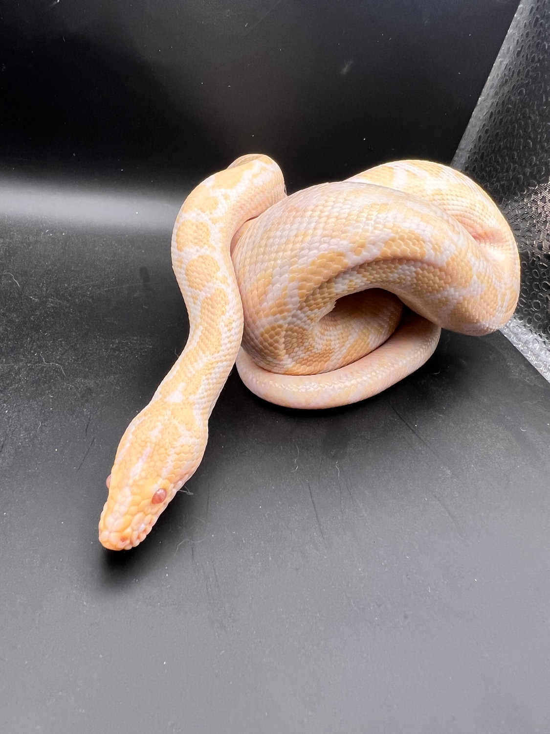 Albino Colombian Rainbow Boa by Katastrophic.reptiles - MorphMarket