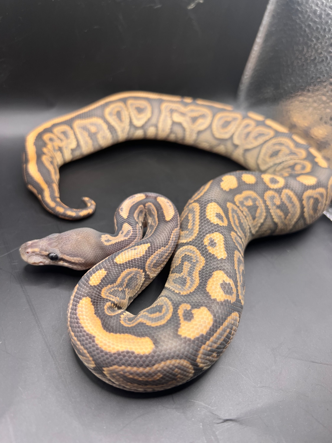 (PET ONLY) Desert Orange Ghost Ball Python by Katastrophic.reptiles ...