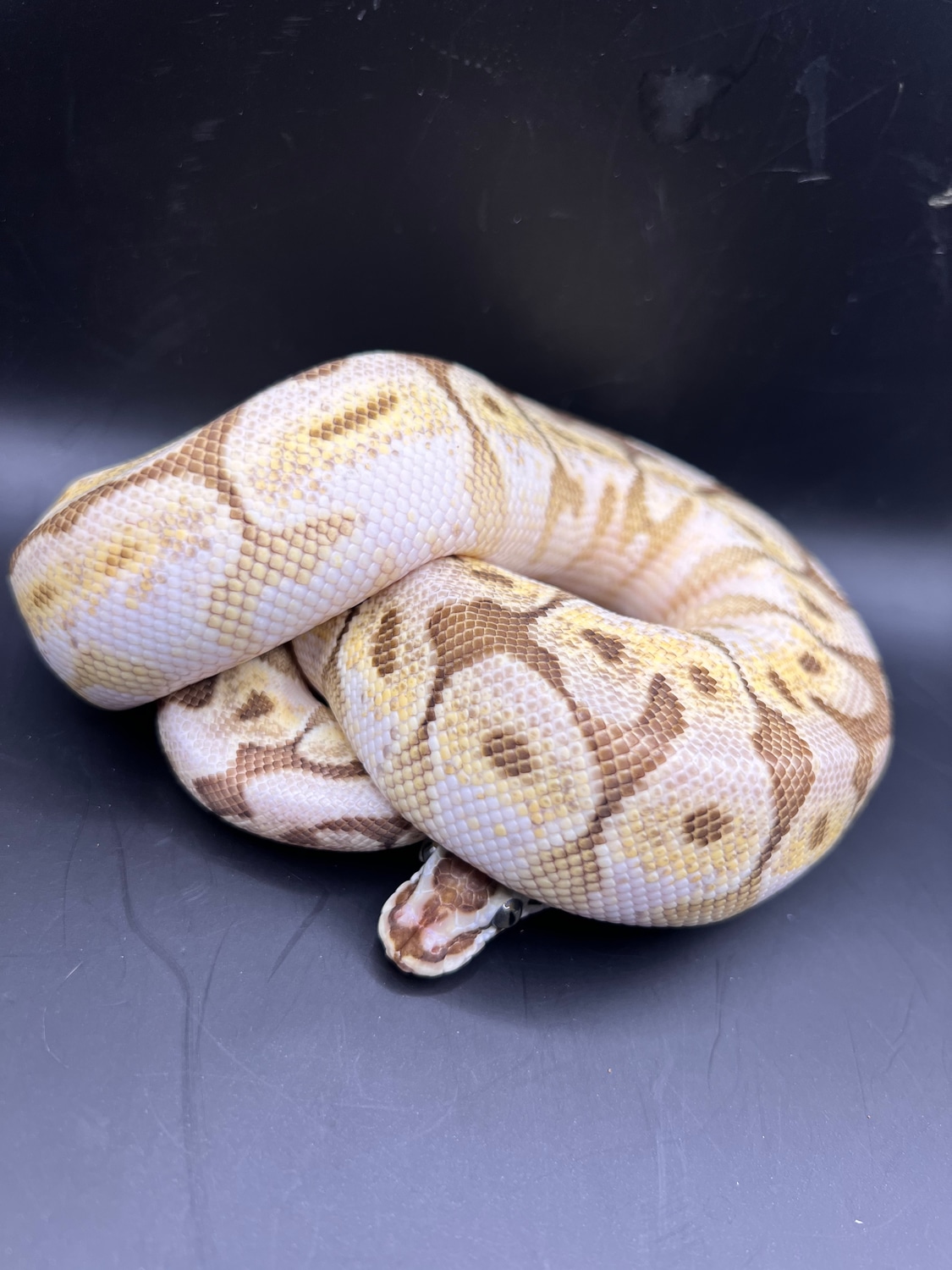 Killer Bee Ball Python by Katastrophic.reptiles - MorphMarket