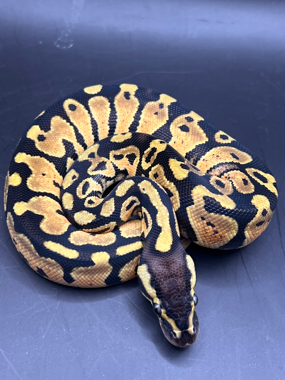 Pastel Yellow Belly Ball Python by Katastrophic.reptiles - MorphMarket
