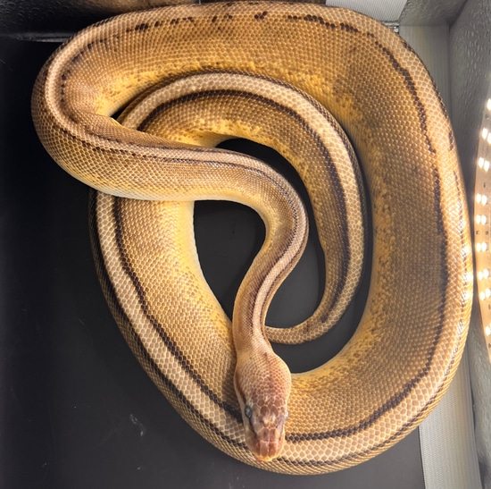 G Stripe RTB Ball Python by Katastrophic.reptiles