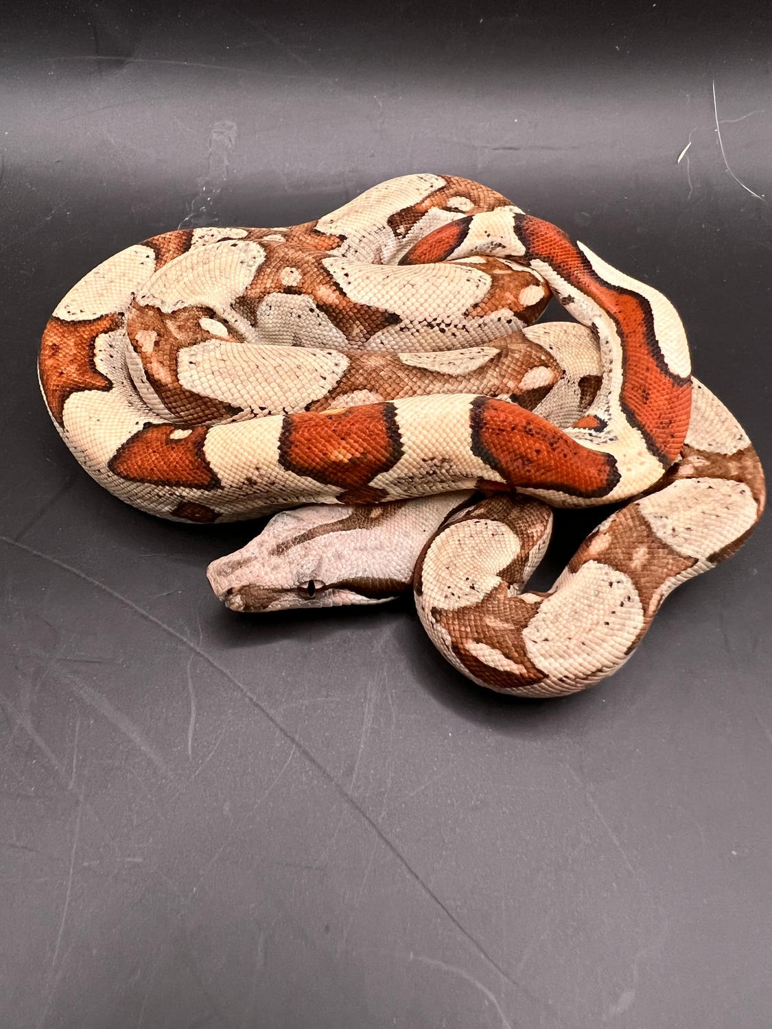 Jungle Pos Het Khal Boa Constrictor by Katastrophic.reptiles - MorphMarket
