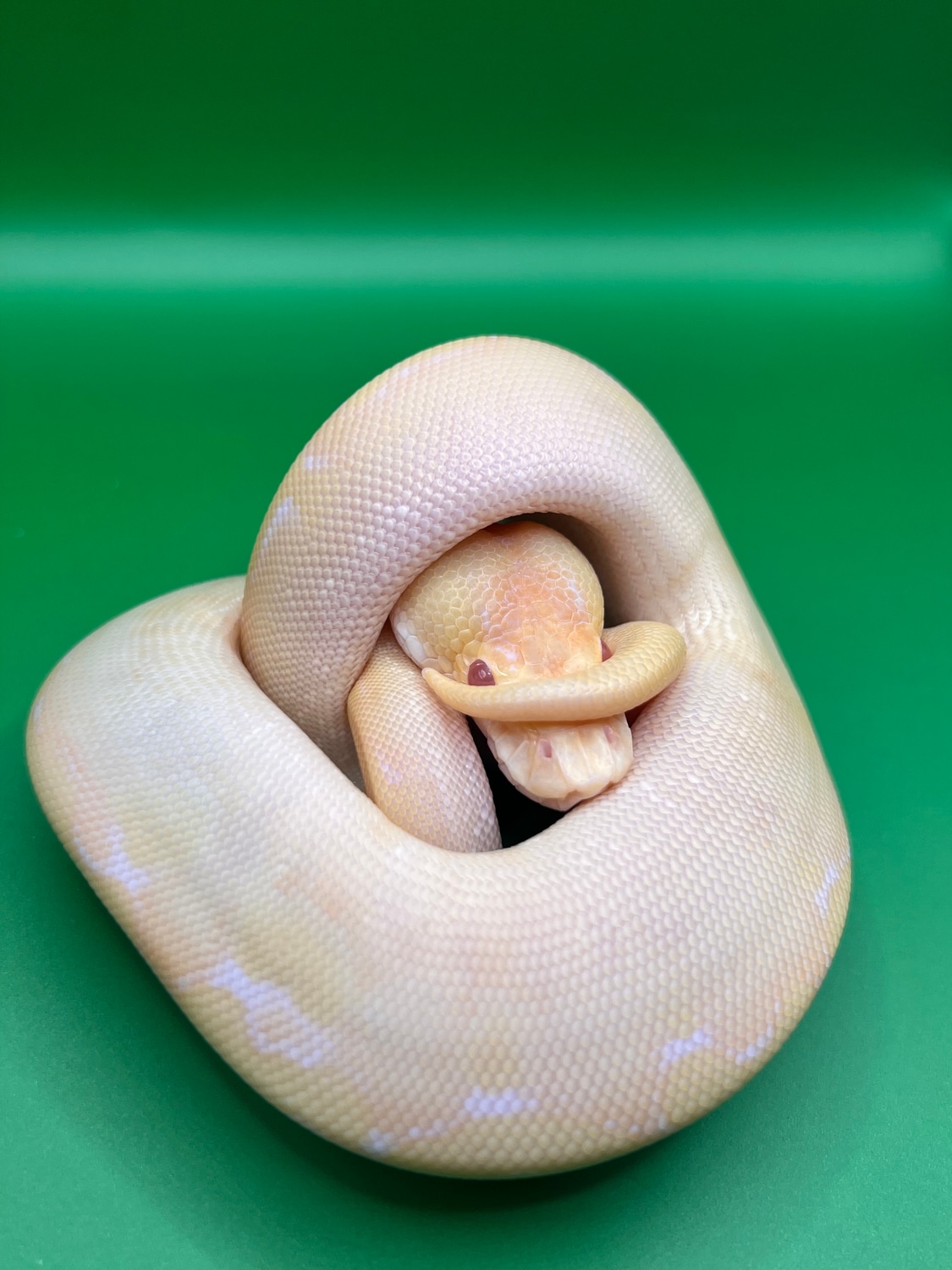 Pastel Albino Leopard Enchi Ball Python by Katastrophic.reptiles - MorphMarket