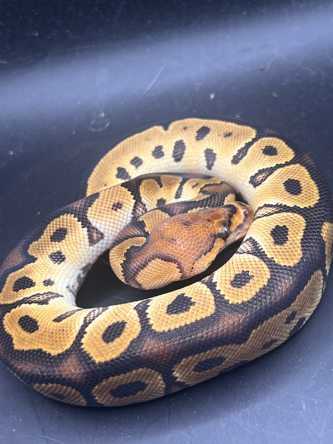 Clown Het Pied Ball Python by Katastrophic.reptiles - MorphMarket