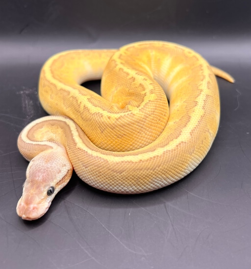 Pastel Pinstripe Butter/lesser Ball Python by Katastrophic.reptiles