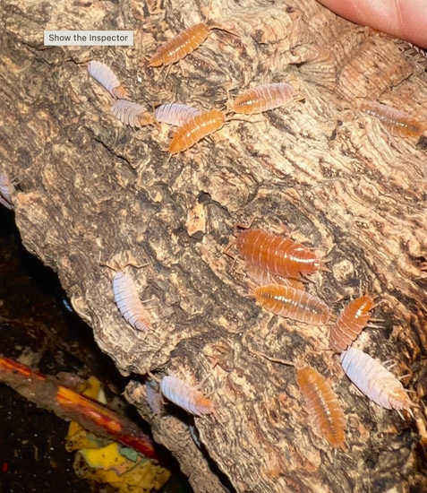 20+ Powder Orange Isopods (P.pruinosus) - USA Bred by KatsAquatics