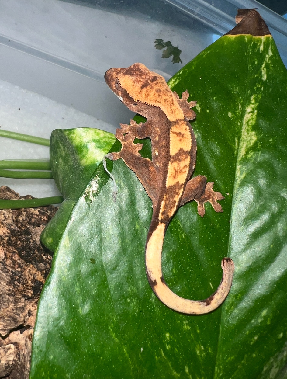 "Primo" Flame Crested Gecko by KatsAquatics - MorphMarket