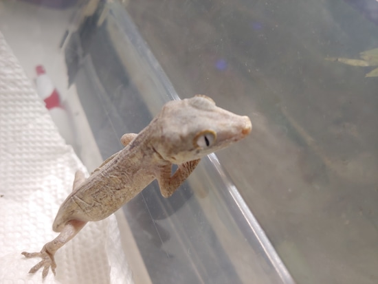 Probable Phantom Eye, Probable Pink Based Striped Garg Gargoyle Gecko ...