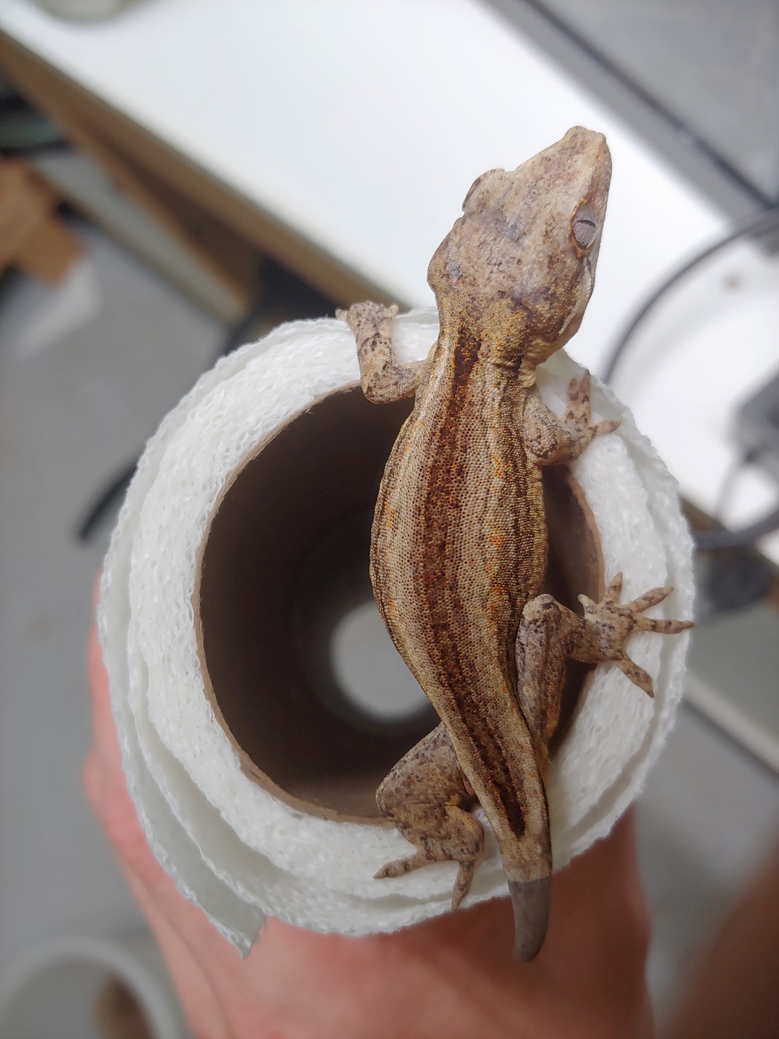 Awesome Yellow And Orange Striped Garg, Possible Phantom Eye Gargoyle ...