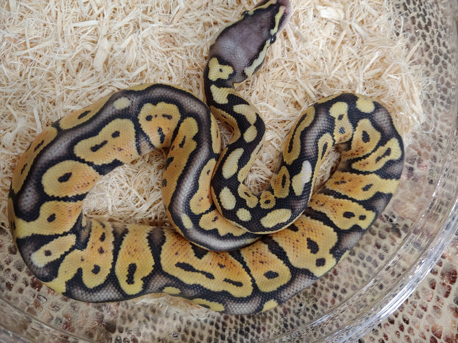 Really Clean Looking Super Pastel Or Pastel Fire? Ball Python by Kats ...