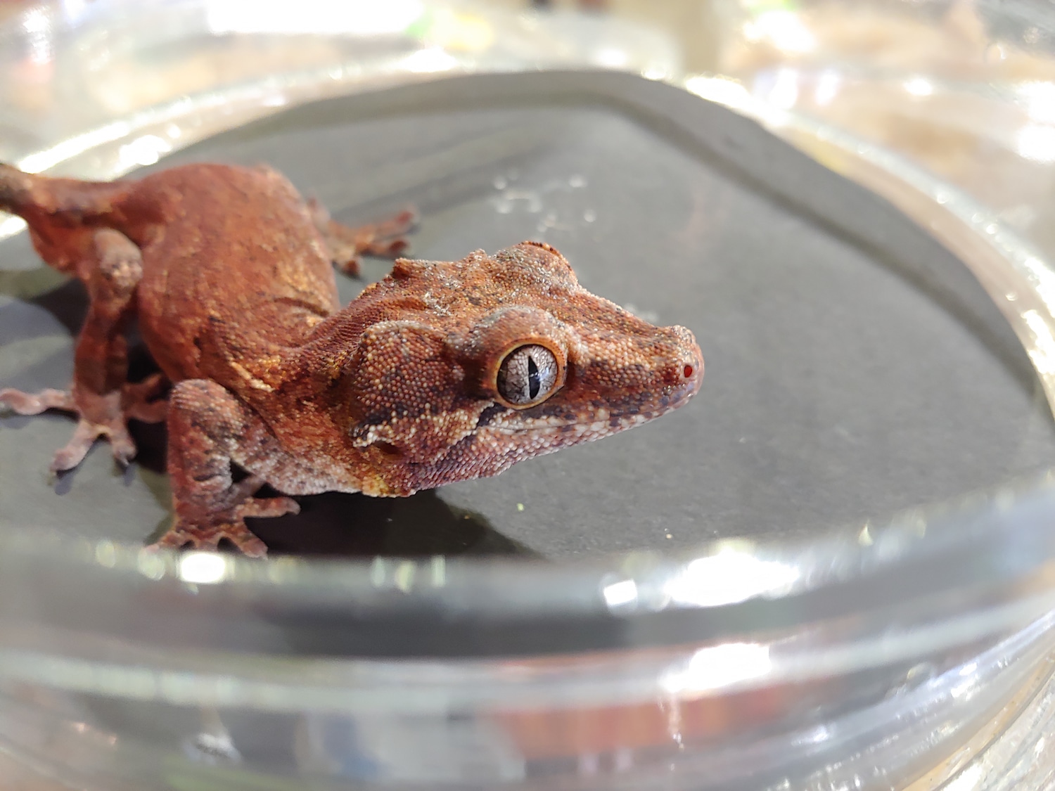 Last Reduction... Adult Phantom Eye- Red Based Retic! Gargoyle Gecko by ...