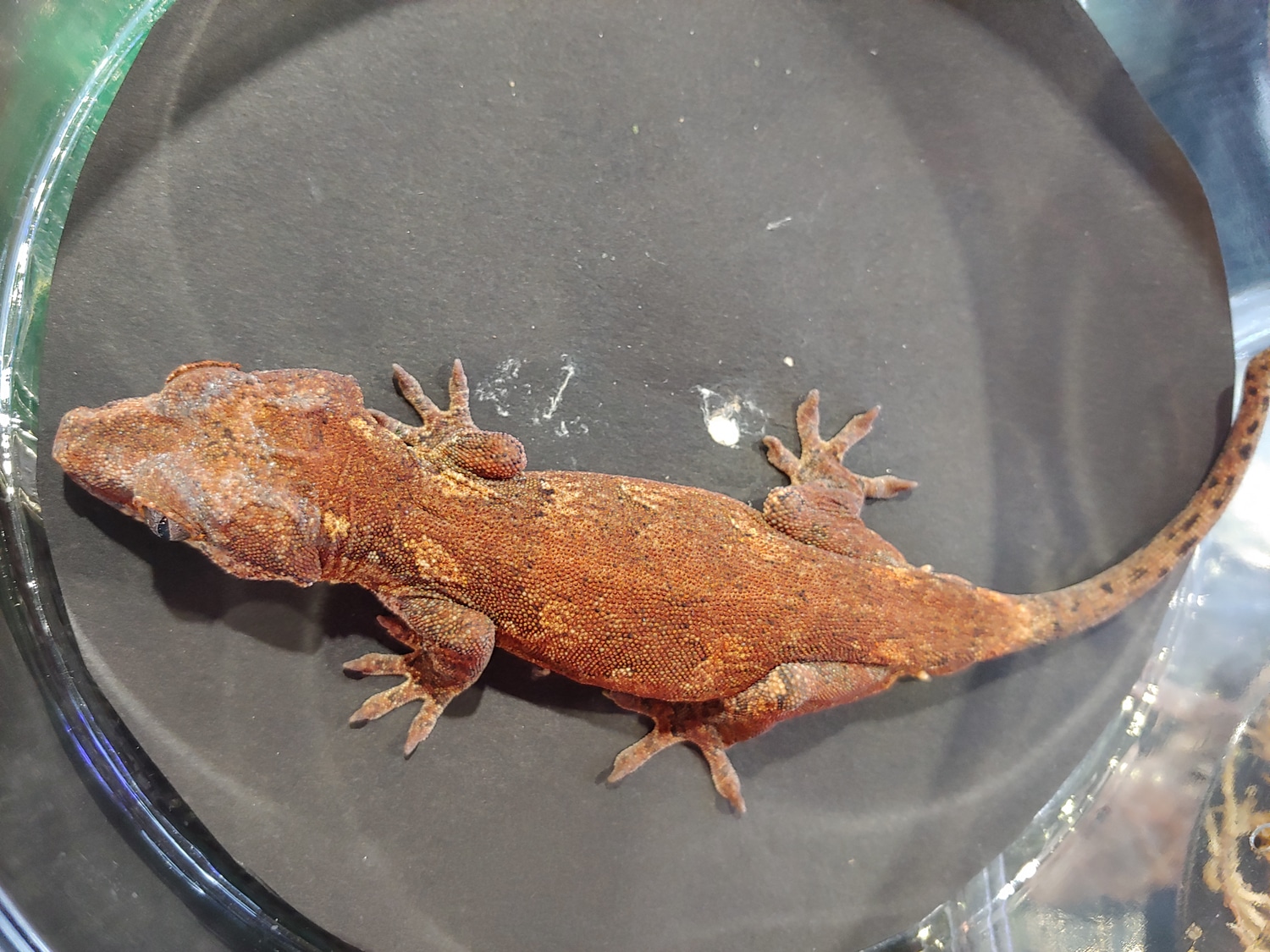 Last Reduction... Adult Phantom Eye- Red Based Retic! Gargoyle Gecko by ...