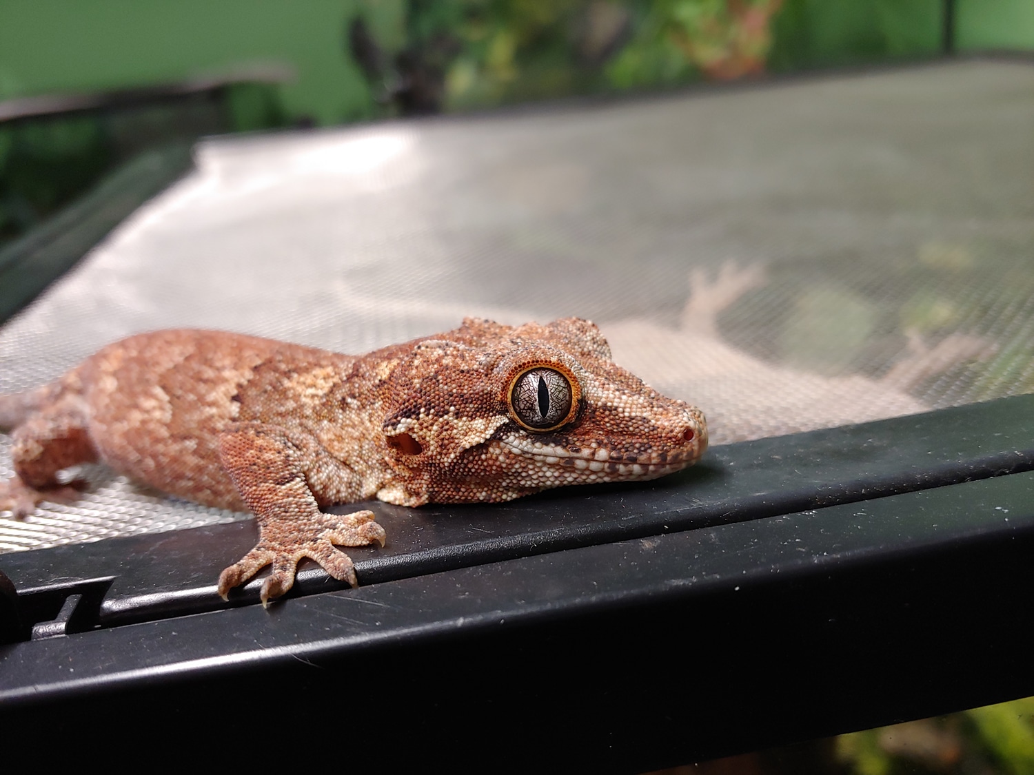Last Reduction... Adult Phantom Eye- Red Based Retic! Gargoyle Gecko by ...
