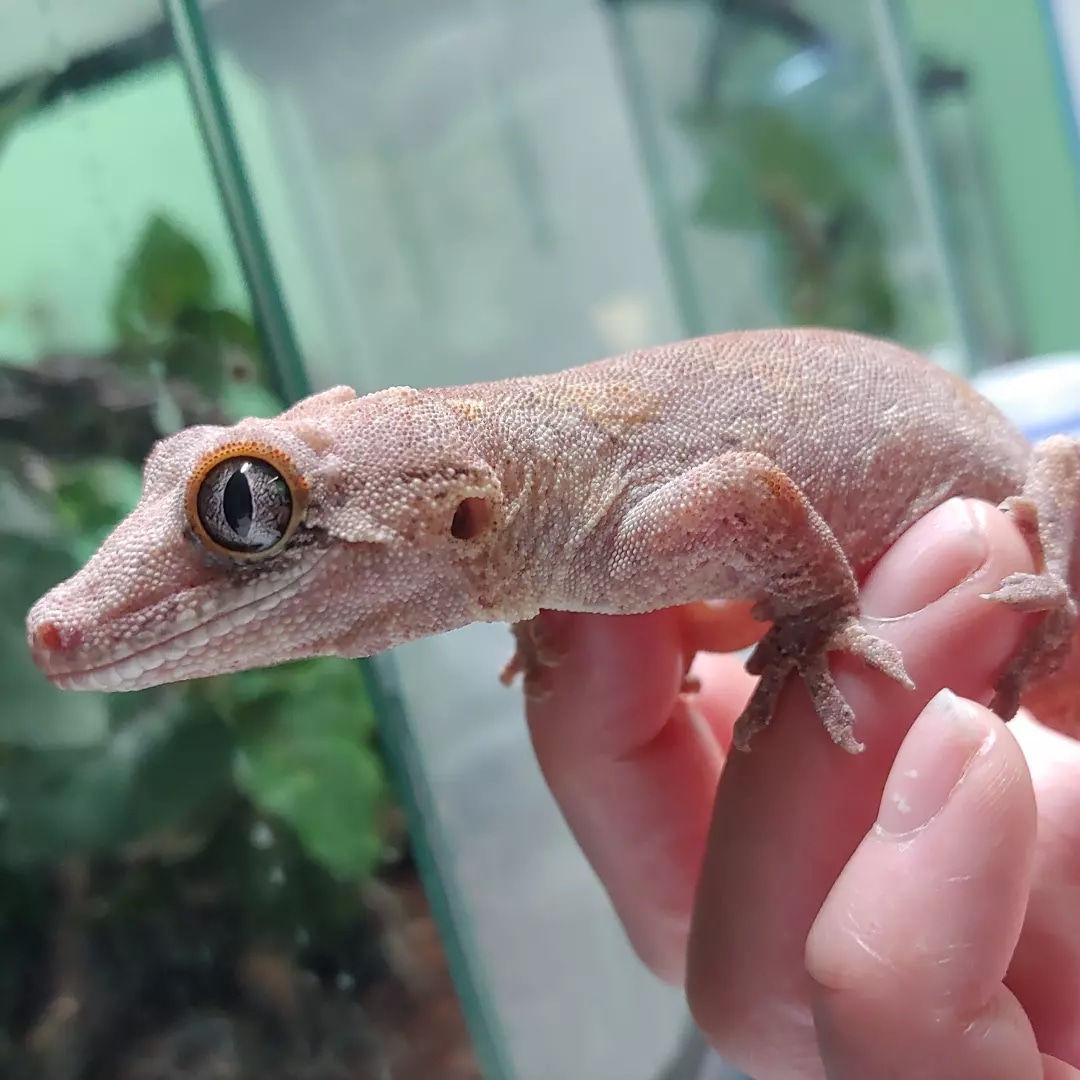 Recently Reduced! Adult Phantom Eye Red Based Retic! Gargoyle Gecko by ...