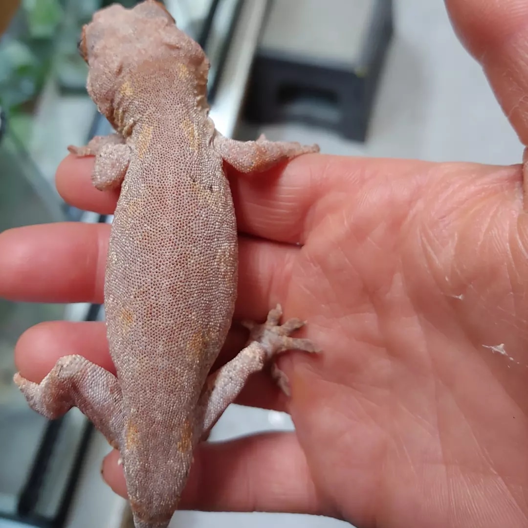 Last Reduction... Adult Phantom Eye- Red Based Retic! Gargoyle Gecko by ...