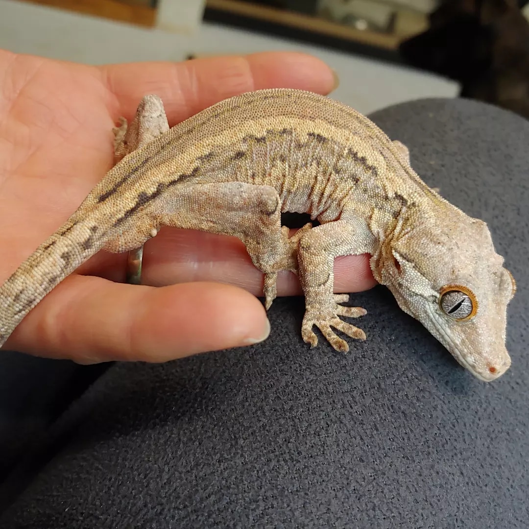 Beautiful Red/ Pink Based Gecko With Phantom Eye Potential! Gargoyle ...
