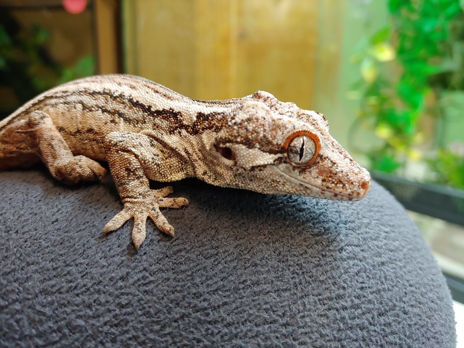 Reduced!!-Unique Partial Phantom Eye Red/pink Based Superstripe ...