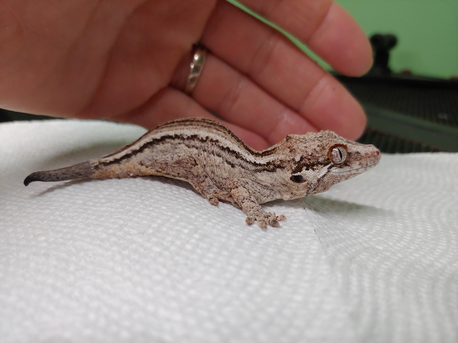 Pretty Little Grey/ White Based Stripe W Phantom Eye Potential Gargoyle ...