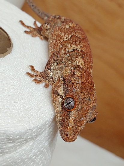 Red Based Phantom Eye, RTB Soon! Gargoyle Gecko by Kats Crested Critters