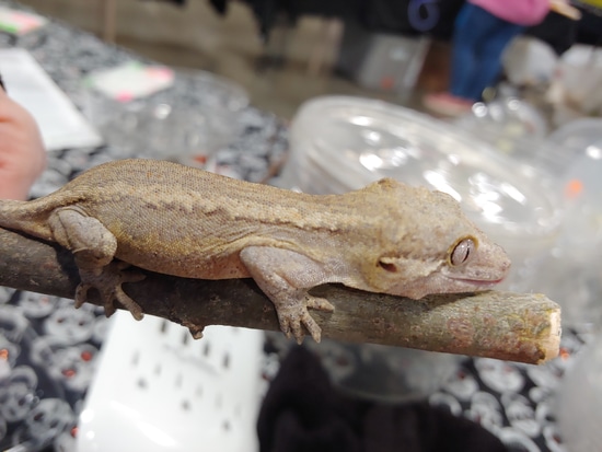 Dark Earthy Toned Striped Garg Gargoyle Gecko by Kats Crested Critters