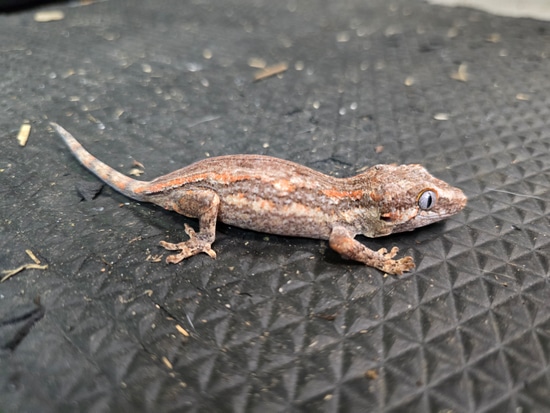 5 Month Old Phantom Eye Gargoyle Gecko by Kats Crested Critters