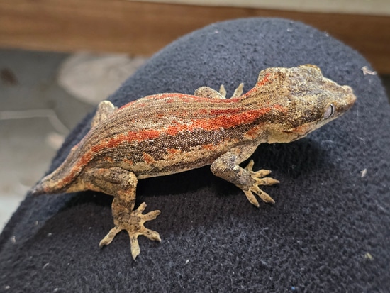 Red Stripe Fade Gargoyle Gecko by Kats Crested Critters