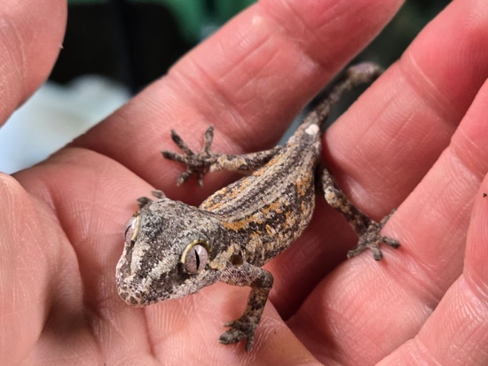 Orange Speckled Striped Garg Gargoyle Gecko by Kats Crested Critters