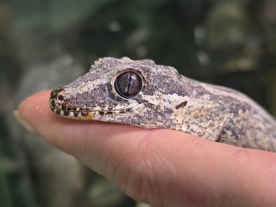 Phantom Eye Gargoyle Gecko by Kats Crested Critters