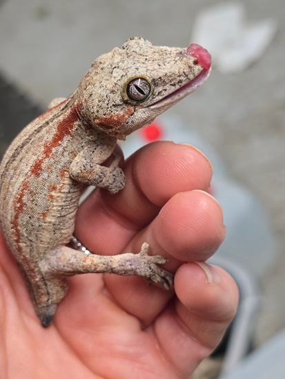 Phantom Eye Gargoyle Gecko by Kats Crested Critters