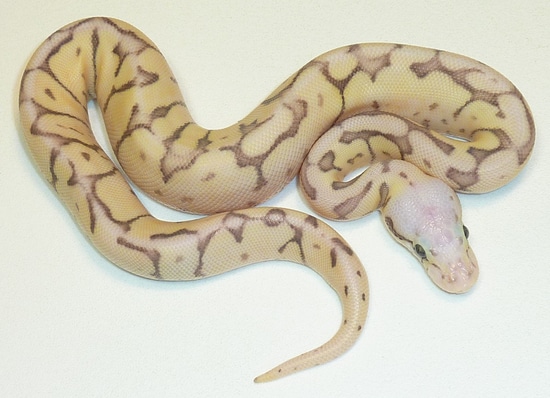 Super Vanilla Killer Bee Ball Python by Sexy Ballz