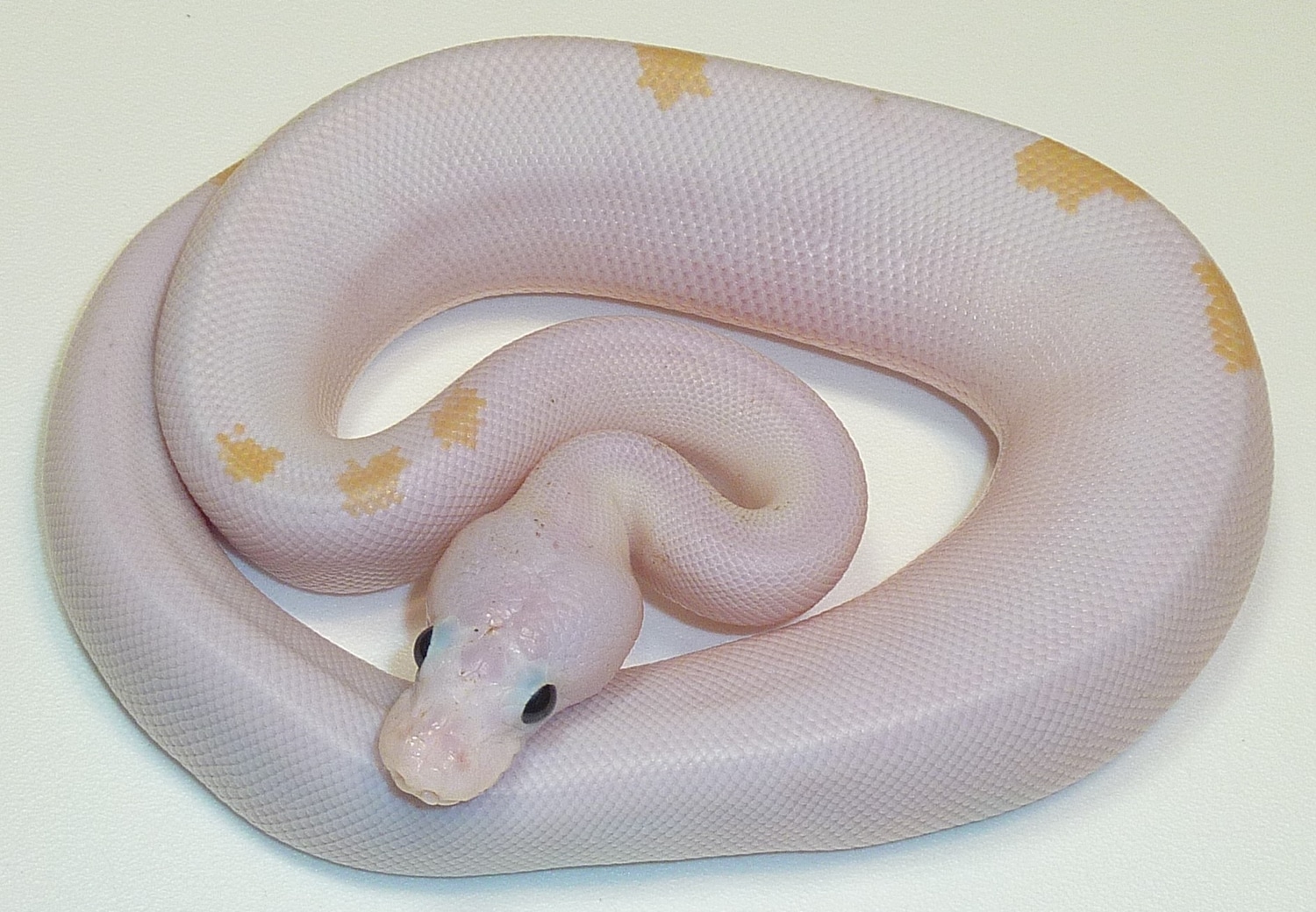 Super Fire Pos Pastel Yellowbelly Ball Python by Sexy Ballz - MorphMarket