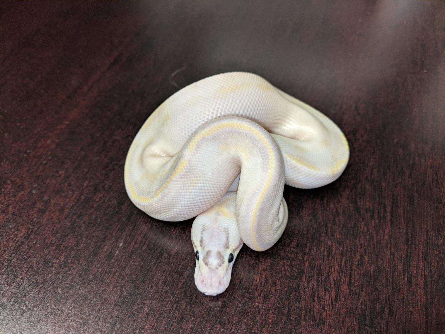Pastel Ivory Ball Python by Sexy Ballz - MorphMarket