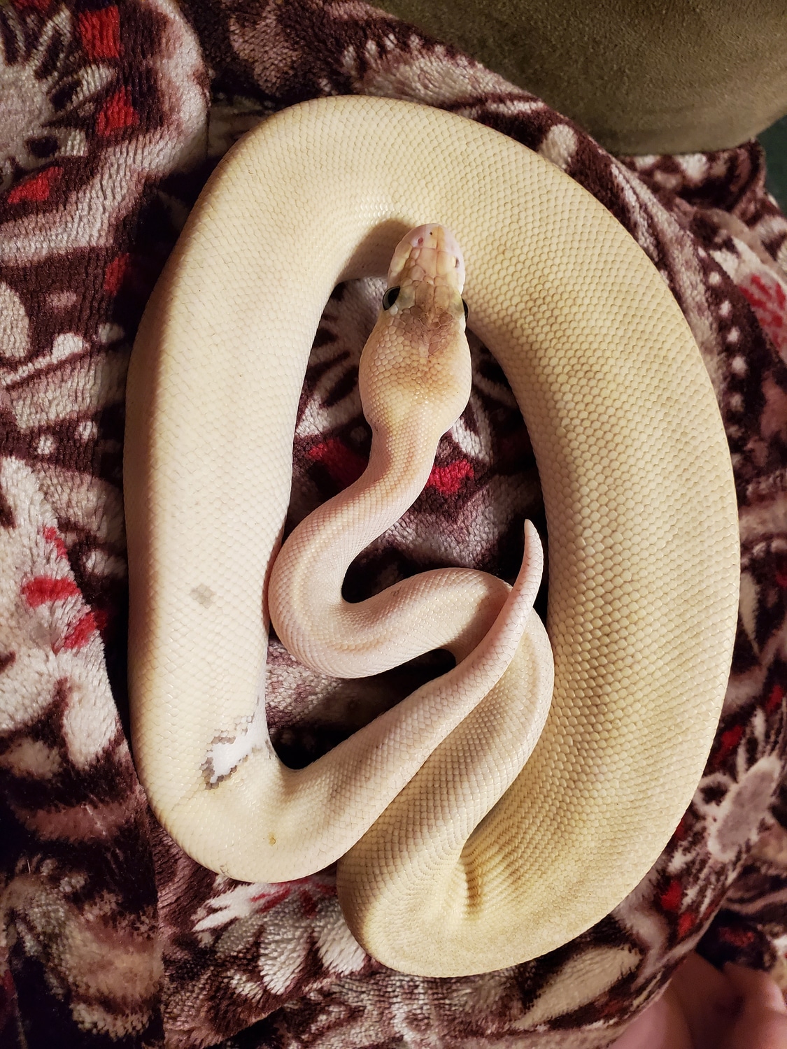 Pastel Champagne Gargoyle Pos Mojave Ball Python by Sexy Ballz ...