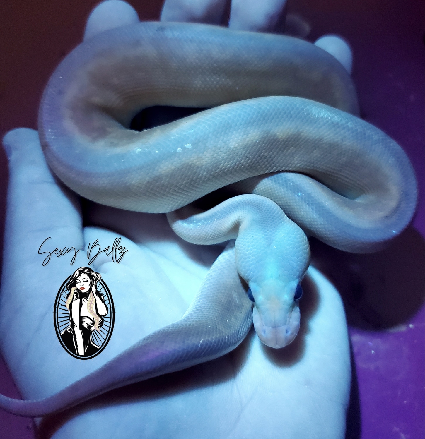 Banana Pewter Blast Ball Python by Sexy Ballz - MorphMarket