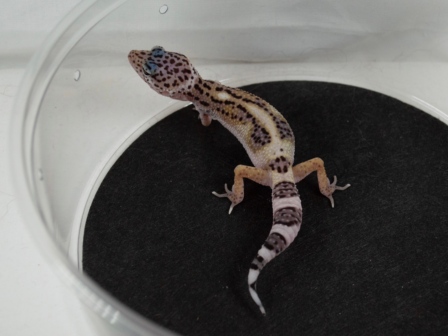 TSF MS Het Eclipse Ph Tremper Ph Blizzard Leopard Gecko by Kattoherps ...