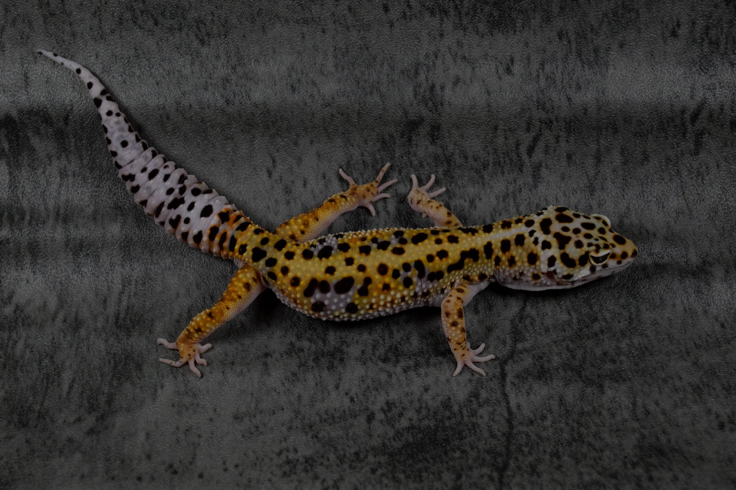 WY Ph RAPTOR Leopard Gecko by Kattoherps - MorphMarket