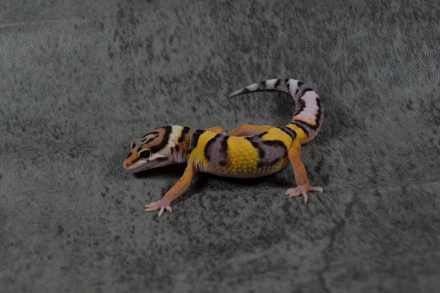 Tangerine Het Bell Ph Eclipse Leopard Gecko by Kattoherps - MorphMarket