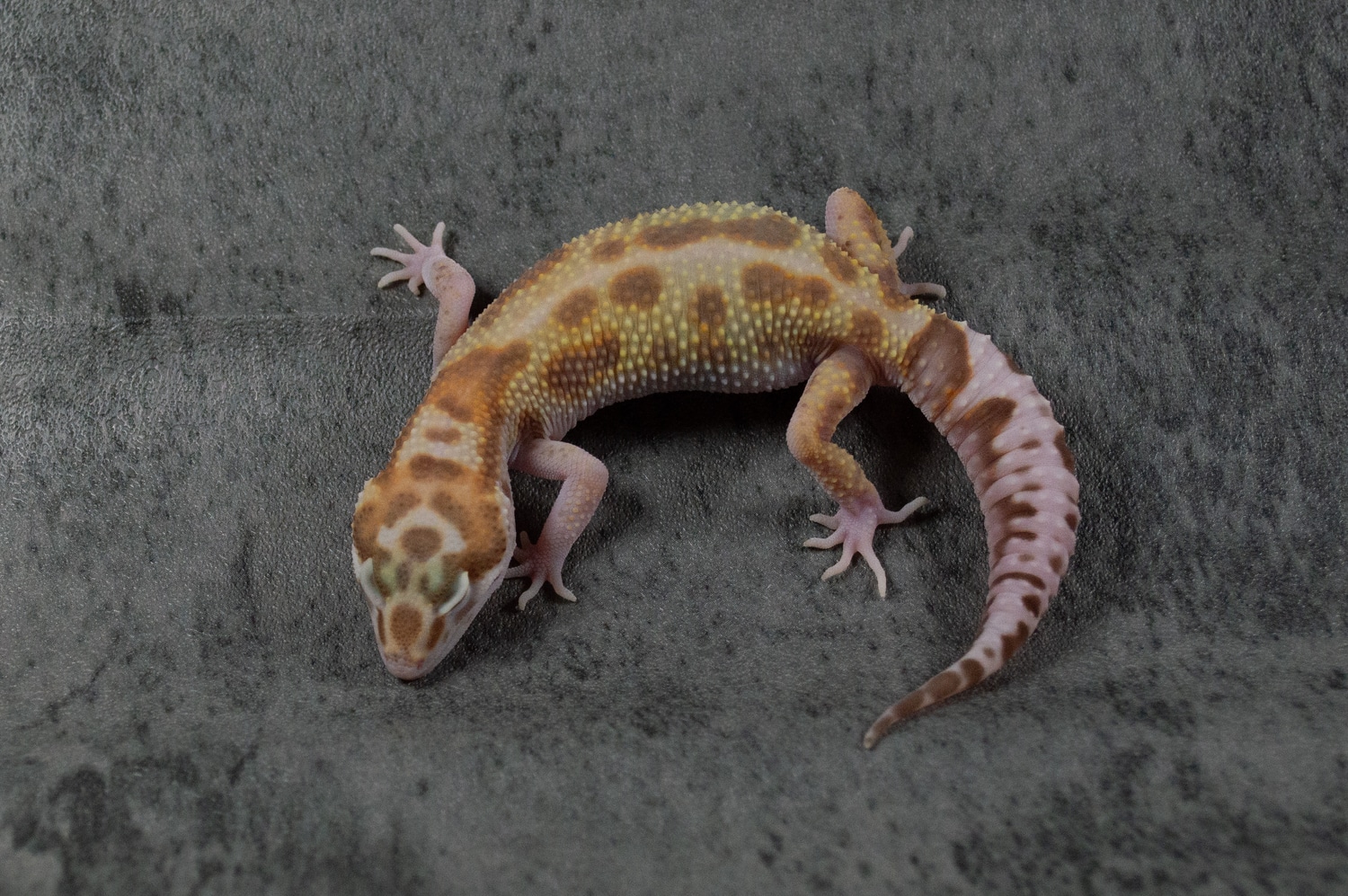 WY MS Tremper Eclipse Ph Blizzard Leopard Gecko by Kattoherps - MorphMarket