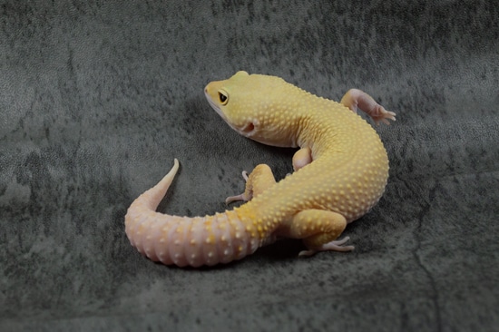 Cyclone Leopard Gecko by Kattoherps