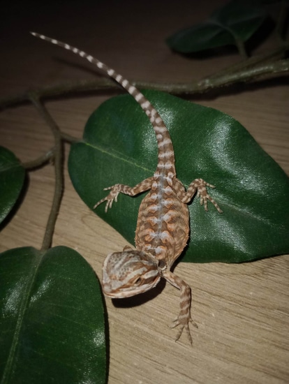 Leatherback Central Bearded Dragon by Iowa Dragons