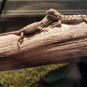 Iowa Dragons - MorphMarket