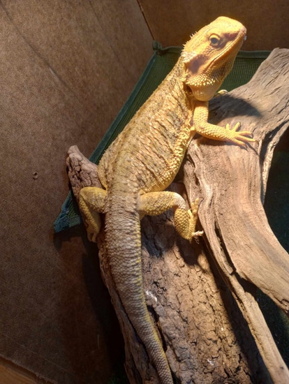 Hypo Yellow Normal Scale Central Bearded Dragon by Iowa Dragons