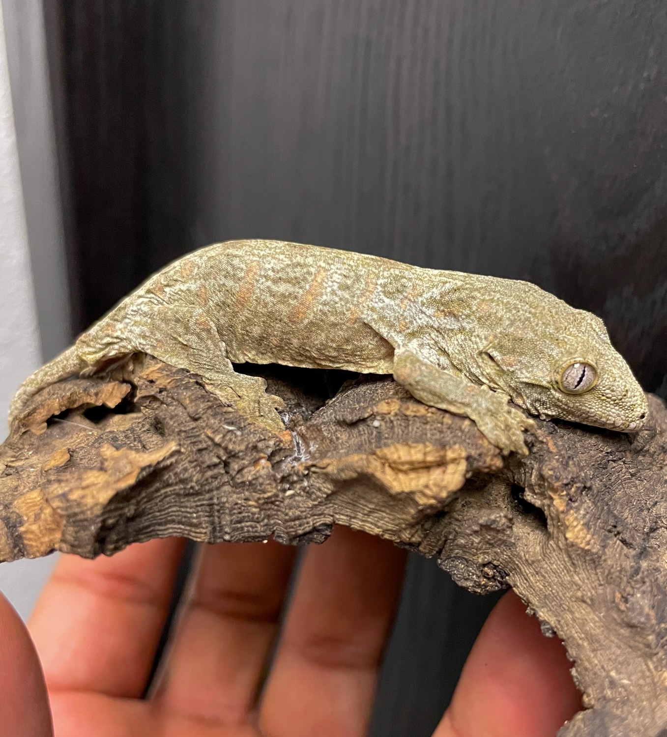 2022 Nuu Ana X Brosse Leachie Juvenile Leachianus Gecko by Katy Loves ...