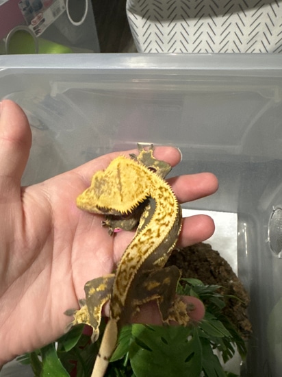 Stunning Gecko: Enzo Crested Gecko by Katy's Exotics LLC