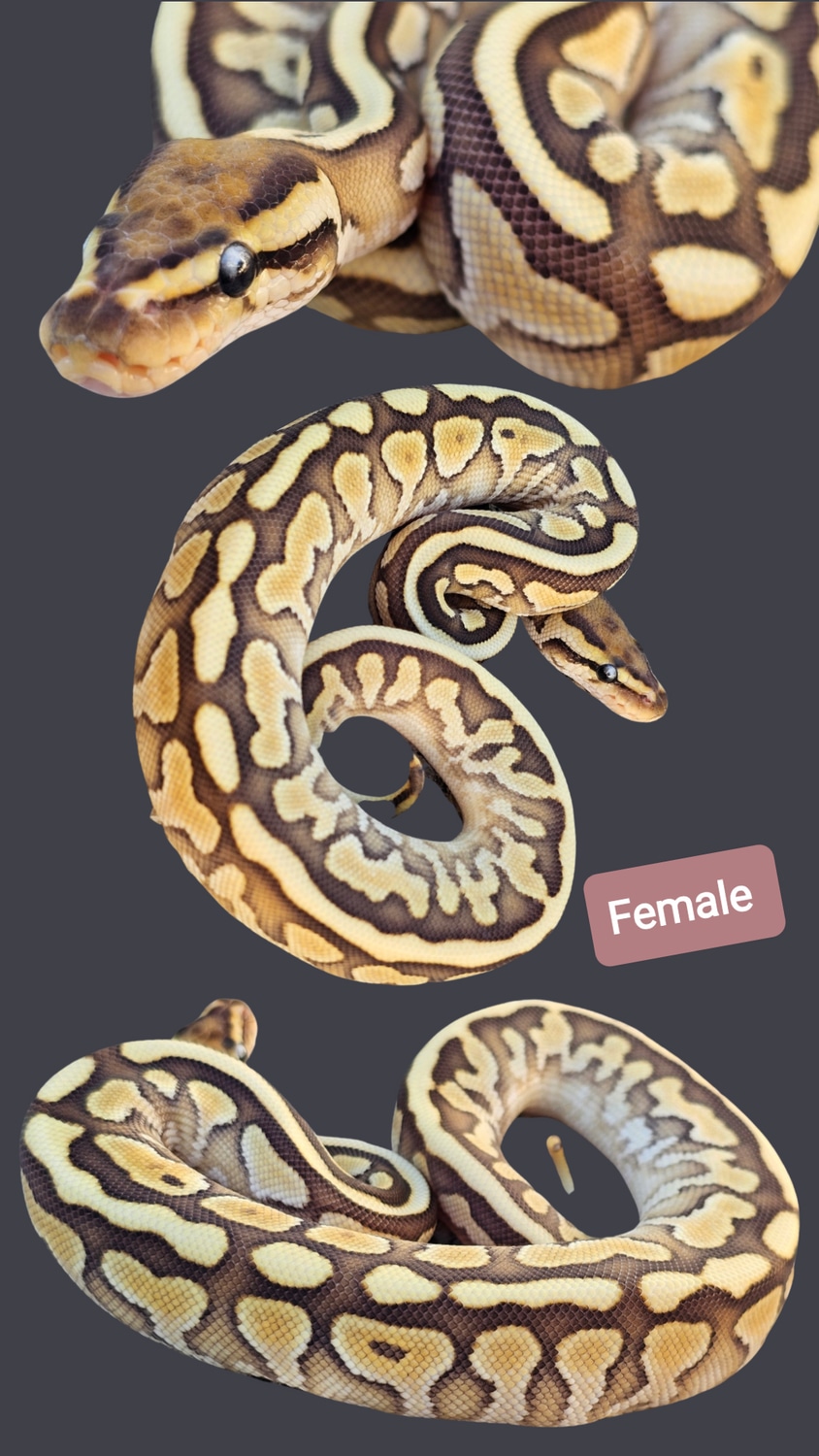 Lesser Kalabash 100% Het Clown, 50% Het VPI Axanthic/pied Ball Python ...