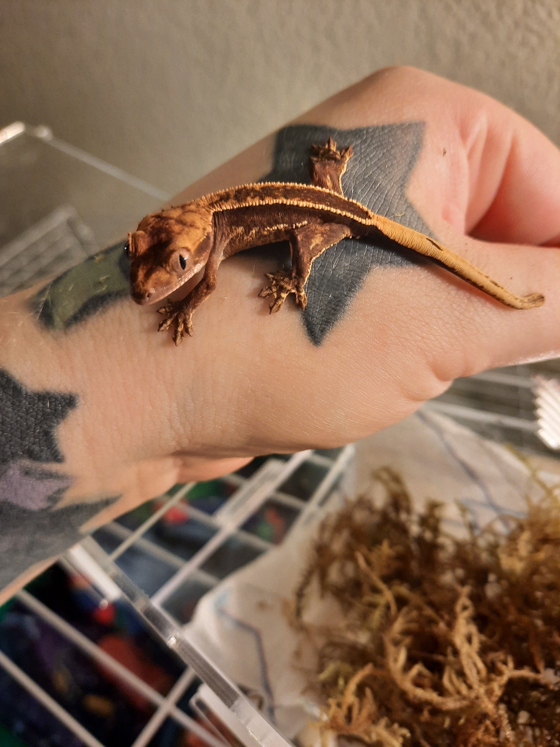 Mocha Crested Gecko by Kat's Geckos - MorphMarket
