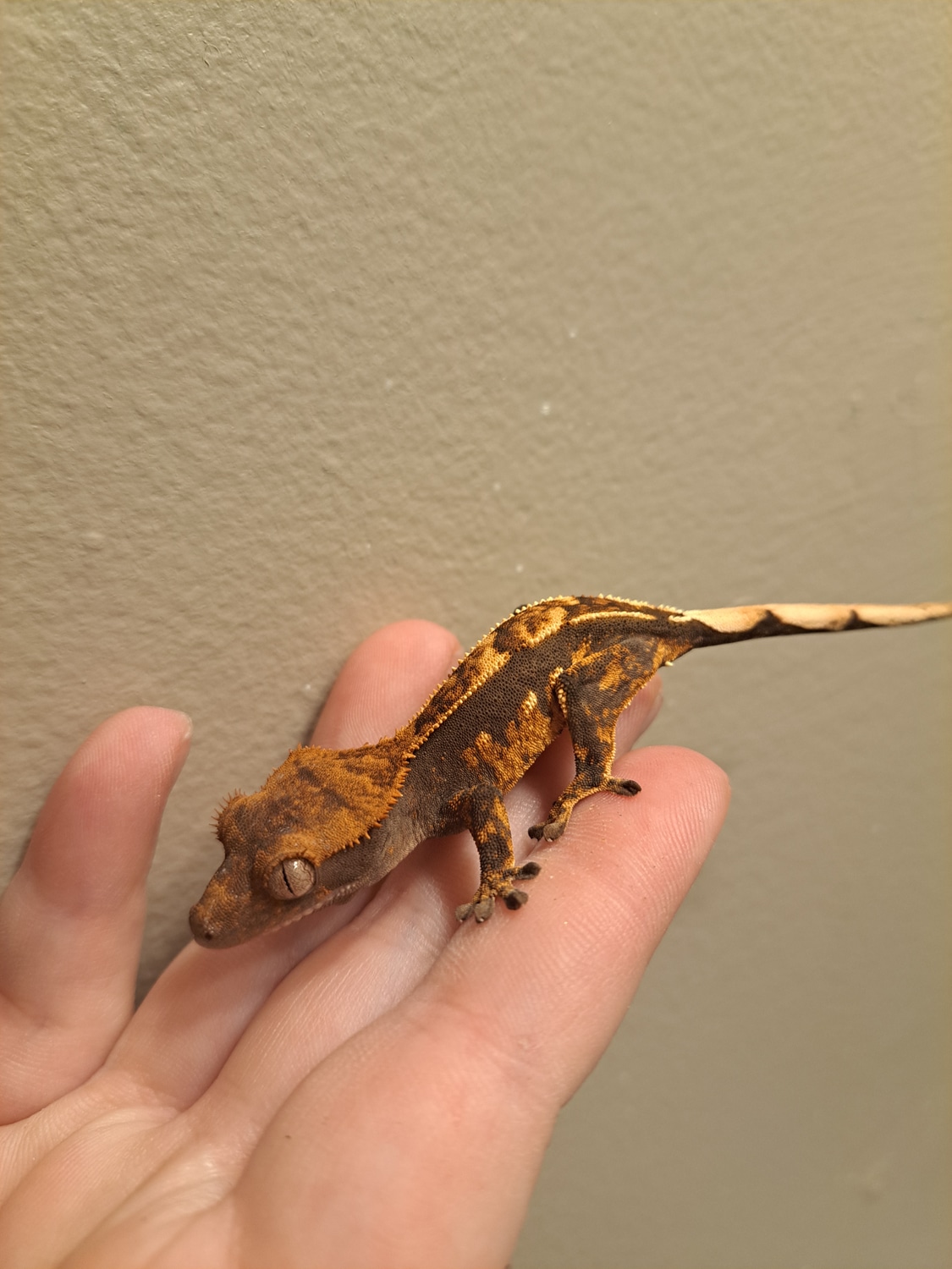 Extreme Harlequin-kneecaps. 11g Crested Gecko by Kat's Geckos - MorphMarket