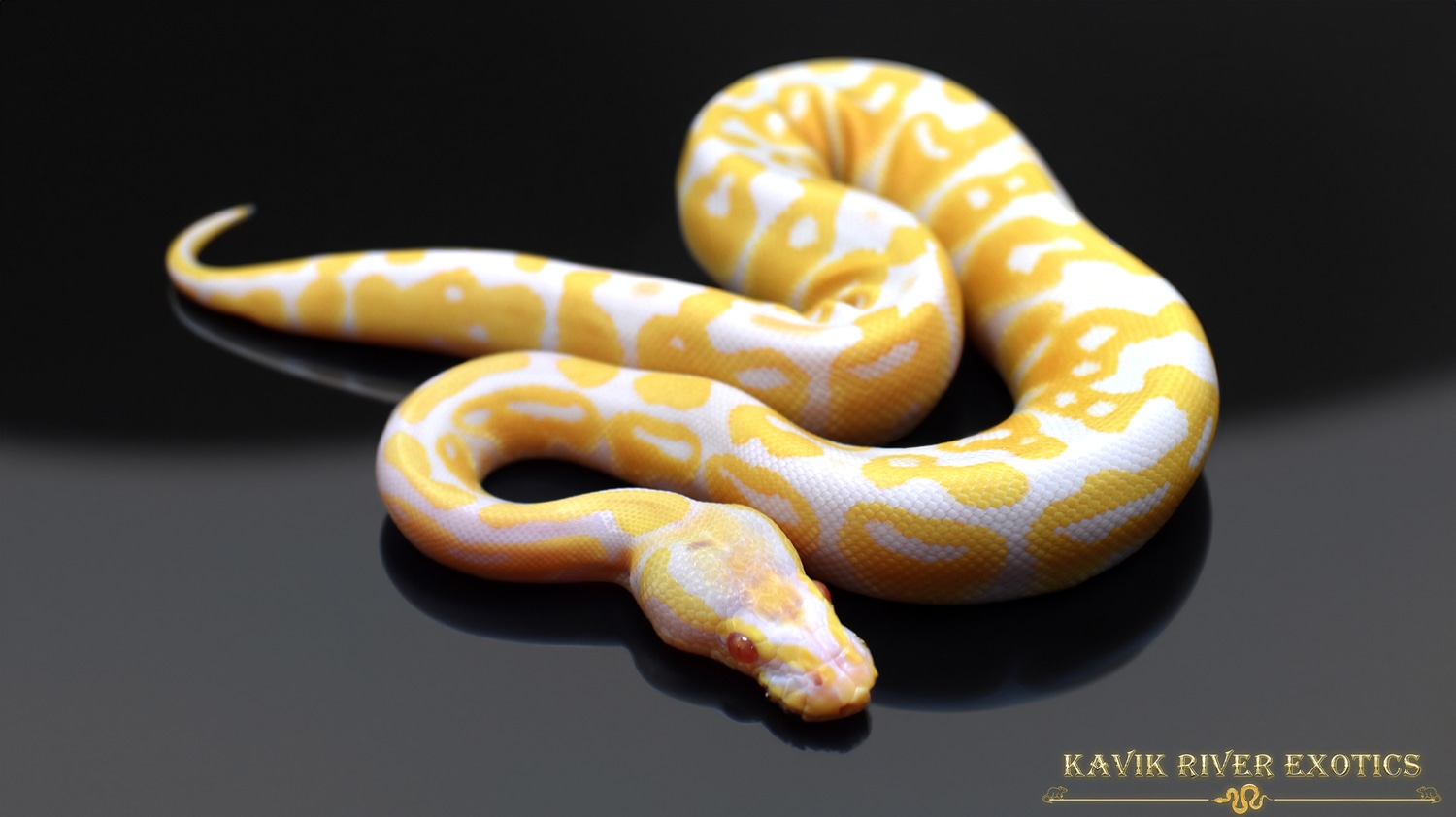 Pastel Albino Ball Python by Kavik River Exotics - MorphMarket